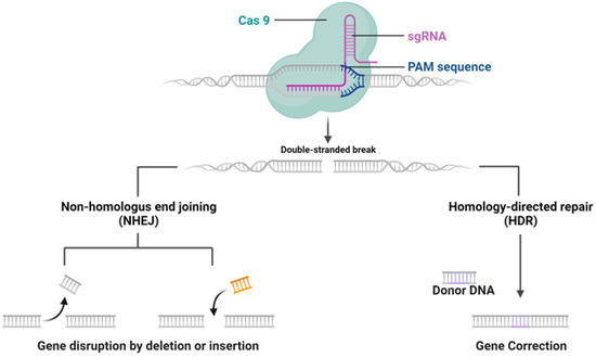 Preclinical Advances in LNP-CRISPR Therapeutics for Solid Tumor Treatment