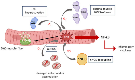 Mitochondria and Reactive Oxygen Species: The Therapeutic Balance of ...