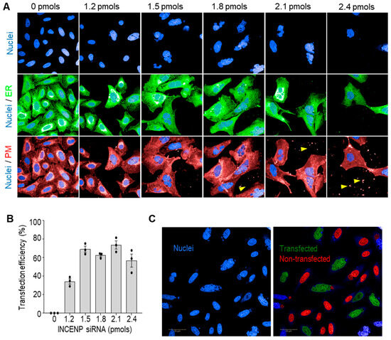 An Automated Imaging-Based Screen for Genetic Modulators of ER ...