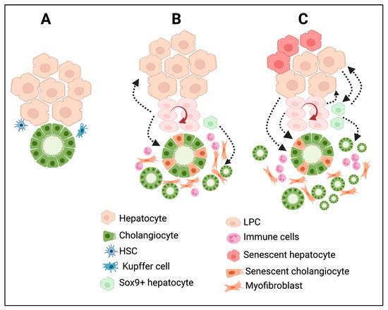 Ductular Reactions in Liver Injury, Regeneration, and Disease ...