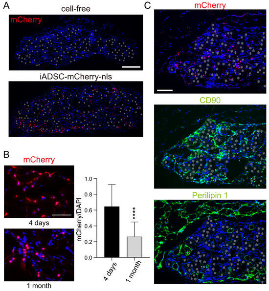 Development of a Mouse Experimental System for the In Vivo ...