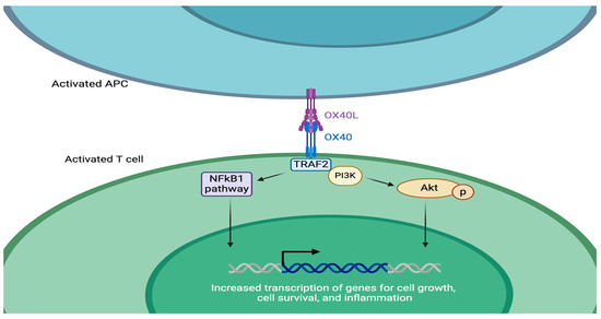 An OX-Tra’Ordinary Tale: The Role of OX40 and OX40L in Atopic Dermatitis