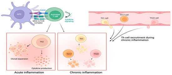 An OX-Tra’Ordinary Tale: The Role of OX40 and OX40L in Atopic Dermatitis