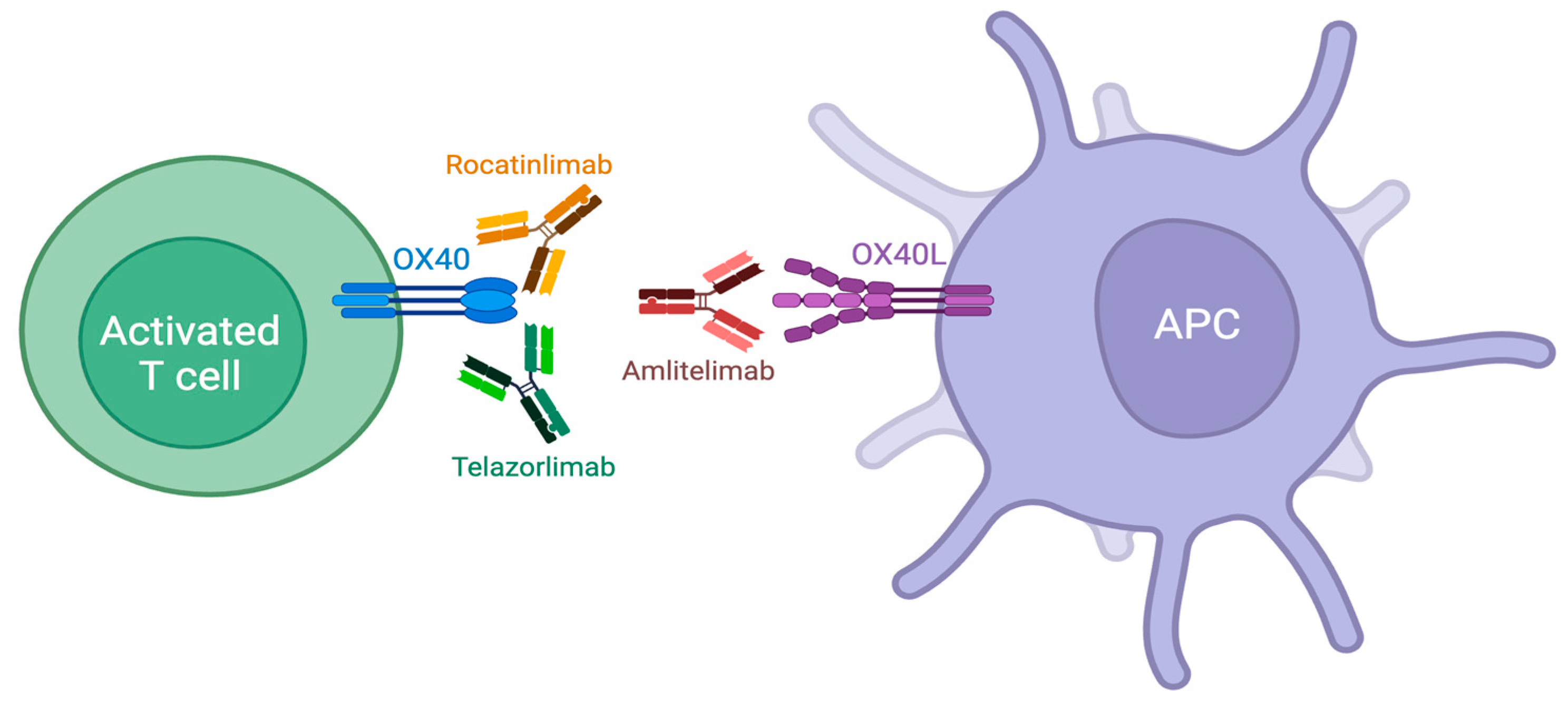 An OX-Tra’Ordinary Tale: The Role of OX40 and OX40L in Atopic Dermatitis