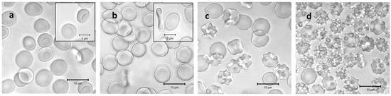 Change in Osmotic Pressure Influences the Absorption Spectrum of ...