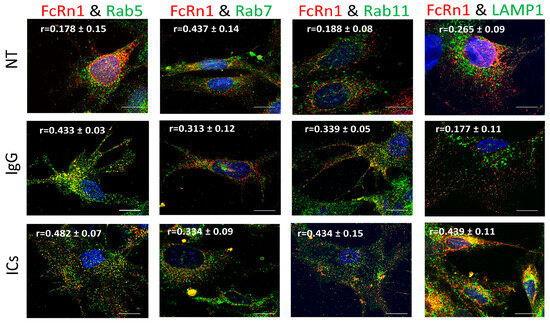 Cells | Free Full-Text | Identification of Four Mouse FcRn Splice ...