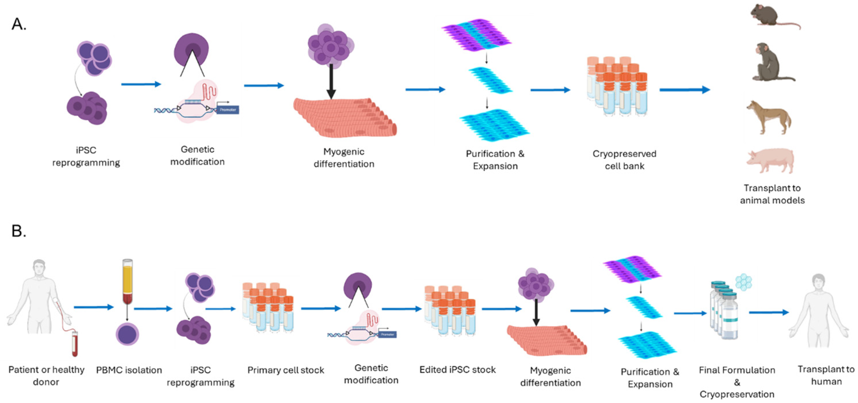 Challenges and Considerations of Preclinical Development for iPSC-Based ...