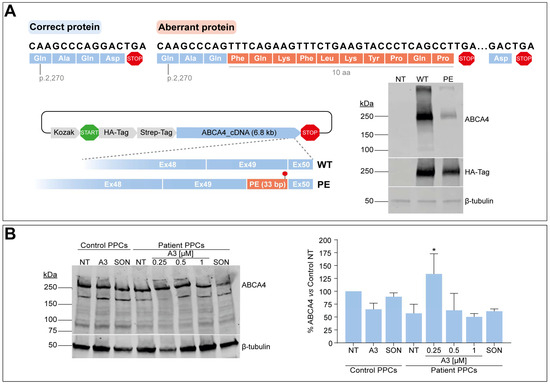Preclinical Development of Antisense Oligonucleotides to Rescue ...