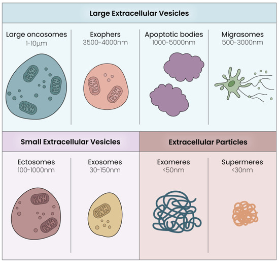 The Triple Adipose-Derived Stem Cell Exosome Technology as a Potential ...