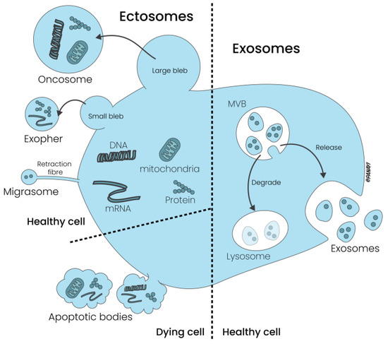 The Triple Adipose-Derived Stem Cell Exosome Technology as a Potential ...