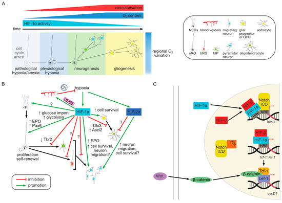 From Vessels to Neurons—The Role of Hypoxia Pathway Proteins in ...