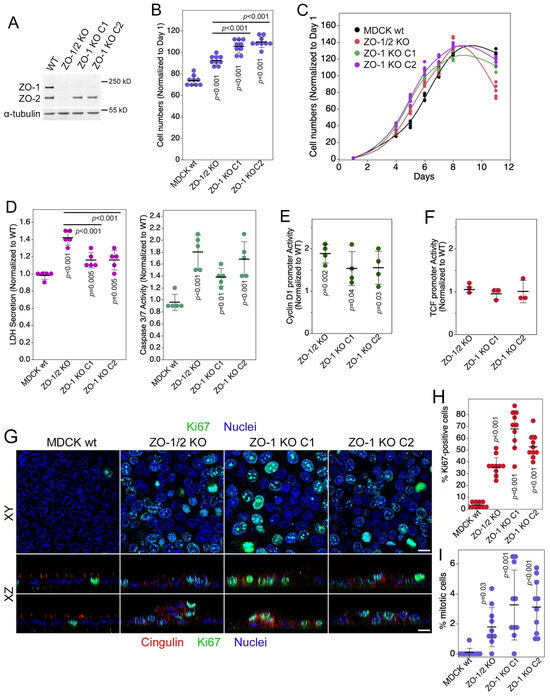 ZO-1 Regulates Hippo-Independent YAP Activity and Cell Proliferation ...