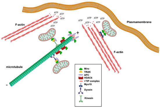 Miro GTPases at the Crossroads of Cytoskeletal Dynamics and Mitochondrial Trafficking