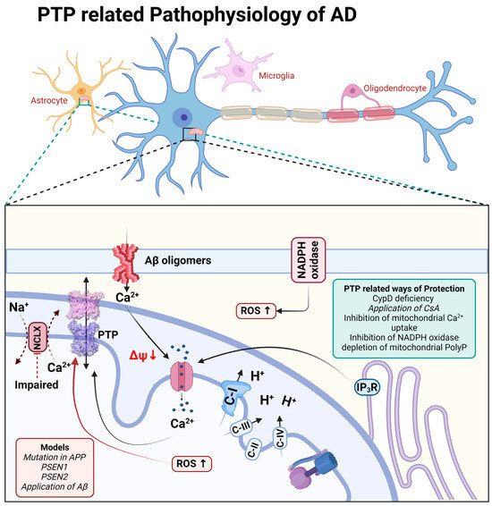 Mitochondrial Permeability Transition, Cell Death and Neurodegeneration