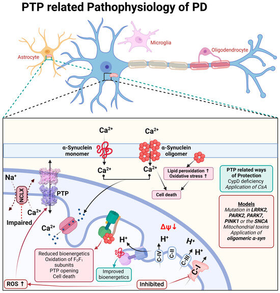 Mitochondrial Permeability Transition, Cell Death and Neurodegeneration
