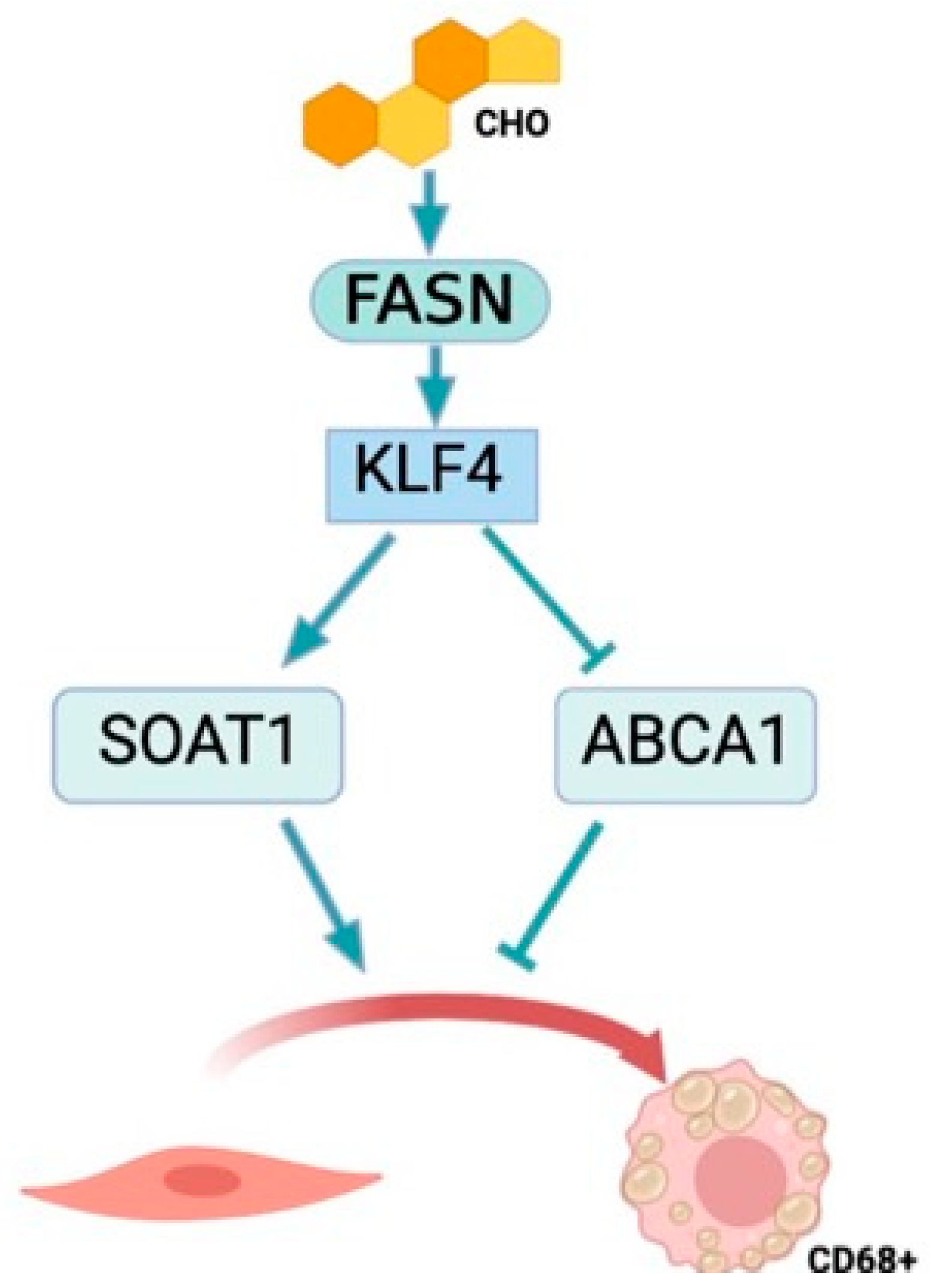 The Role of Fatty Acid Synthase in the Vascular Smooth Muscle Cell to ...