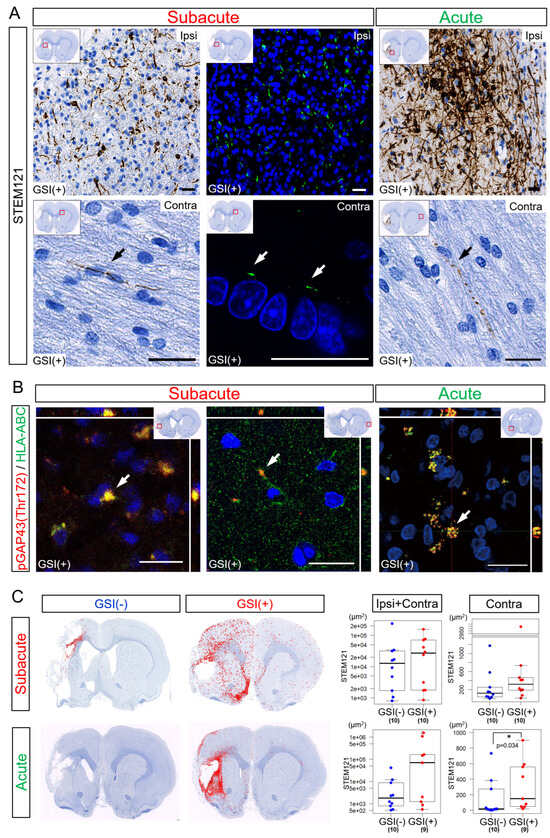 Human-Induced Pluripotent Stem Cell-Derived Neural Progenitor Cells ...