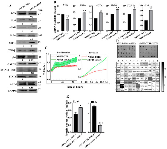 Decorin (DCN) Downregulation Activates Breast Stromal Fibroblasts and ...