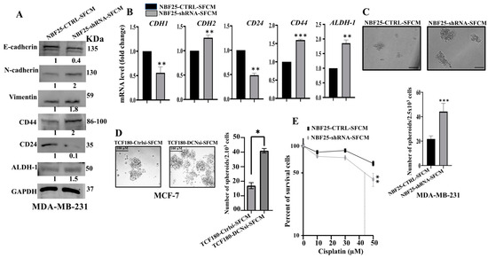 Decorin (DCN) Downregulation Activates Breast Stromal Fibroblasts and ...