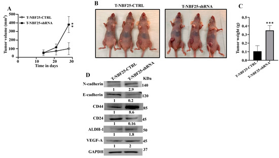 Decorin (DCN) Downregulation Activates Breast Stromal Fibroblasts and ...