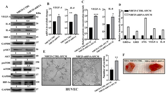 Decorin (DCN) Downregulation Activates Breast Stromal Fibroblasts and ...