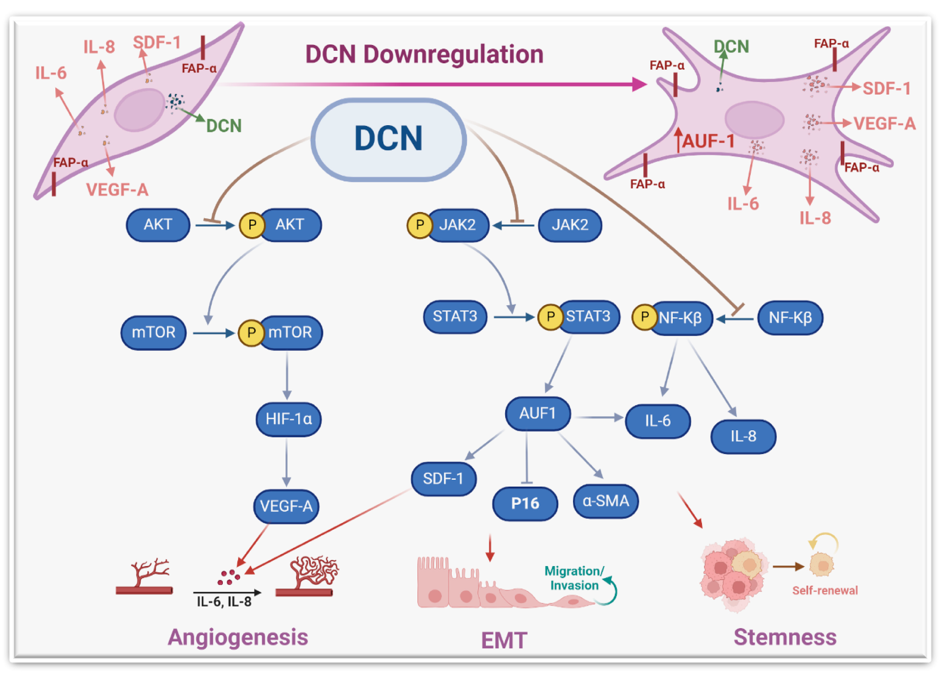 Decorin (DCN) Downregulation Activates Breast Stromal Fibroblasts and ...