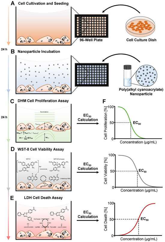 Quantitative Phase Imaging as Sensitive Screening Method for Nanoparticle-Induced Cytotoxicity ...