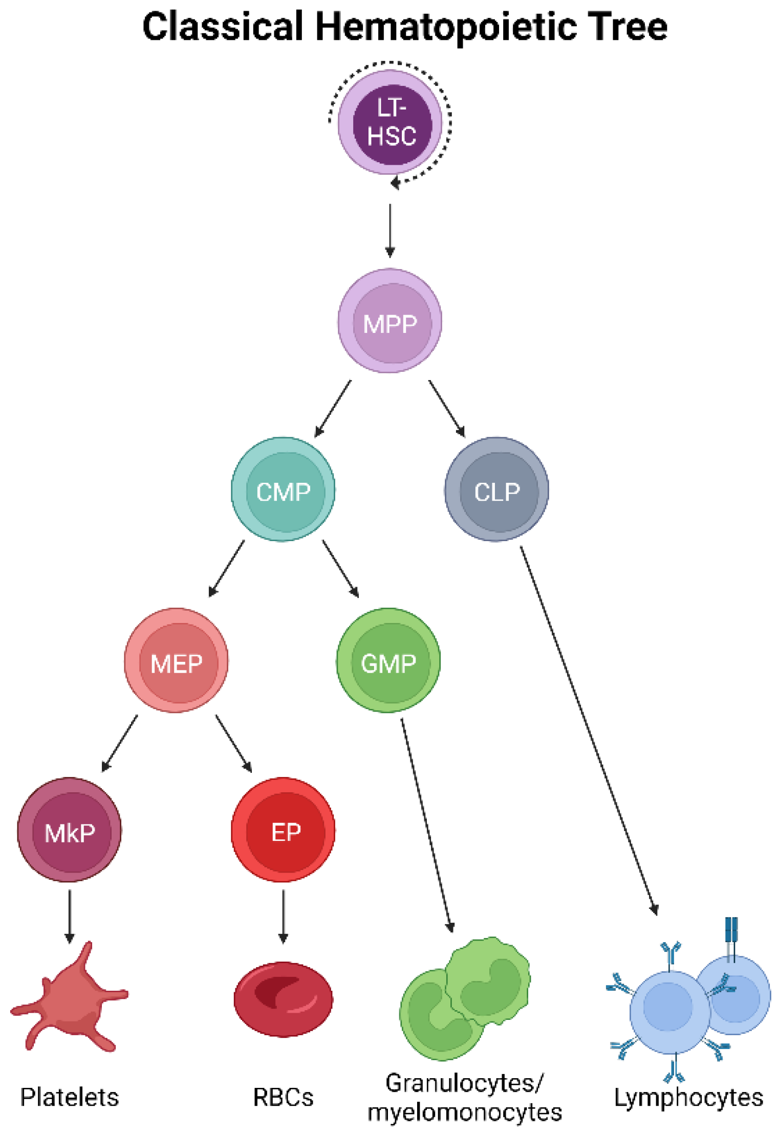 From Hematopoietic Stem Cells to Platelets: Unifying Differentiation ...
