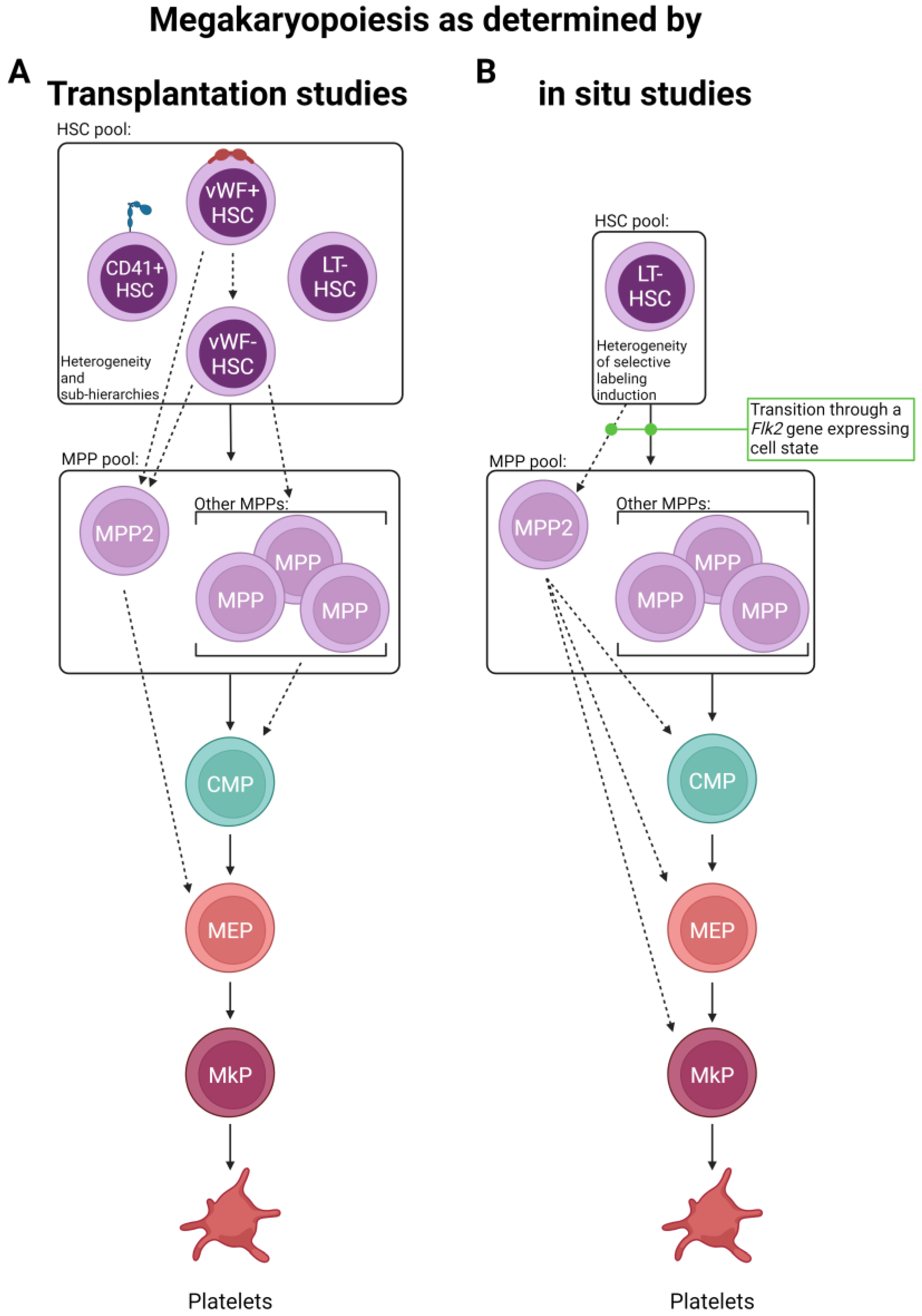 From Hematopoietic Stem Cells to Platelets: Unifying Differentiation ...