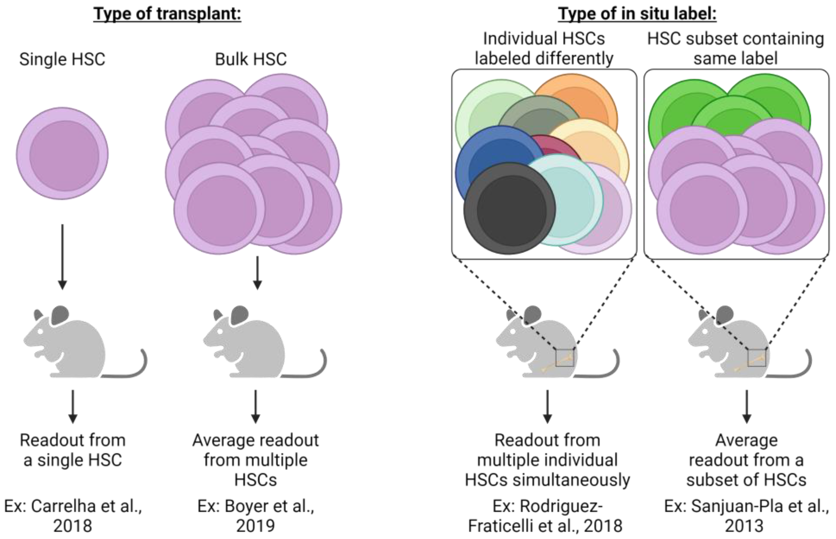 From Hematopoietic Stem Cells to Platelets: Unifying Differentiation ...