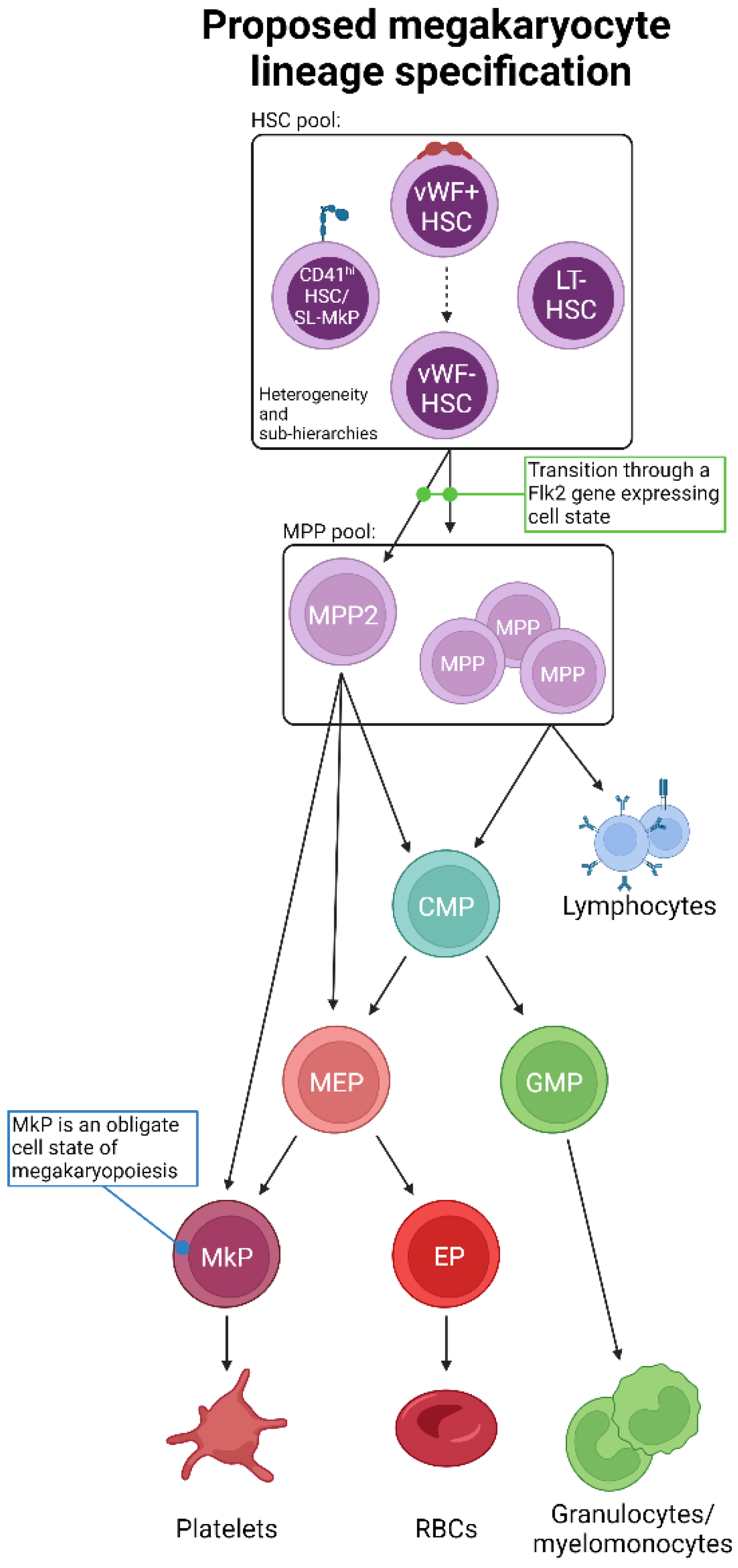 From Hematopoietic Stem Cells to Platelets: Unifying Differentiation ...