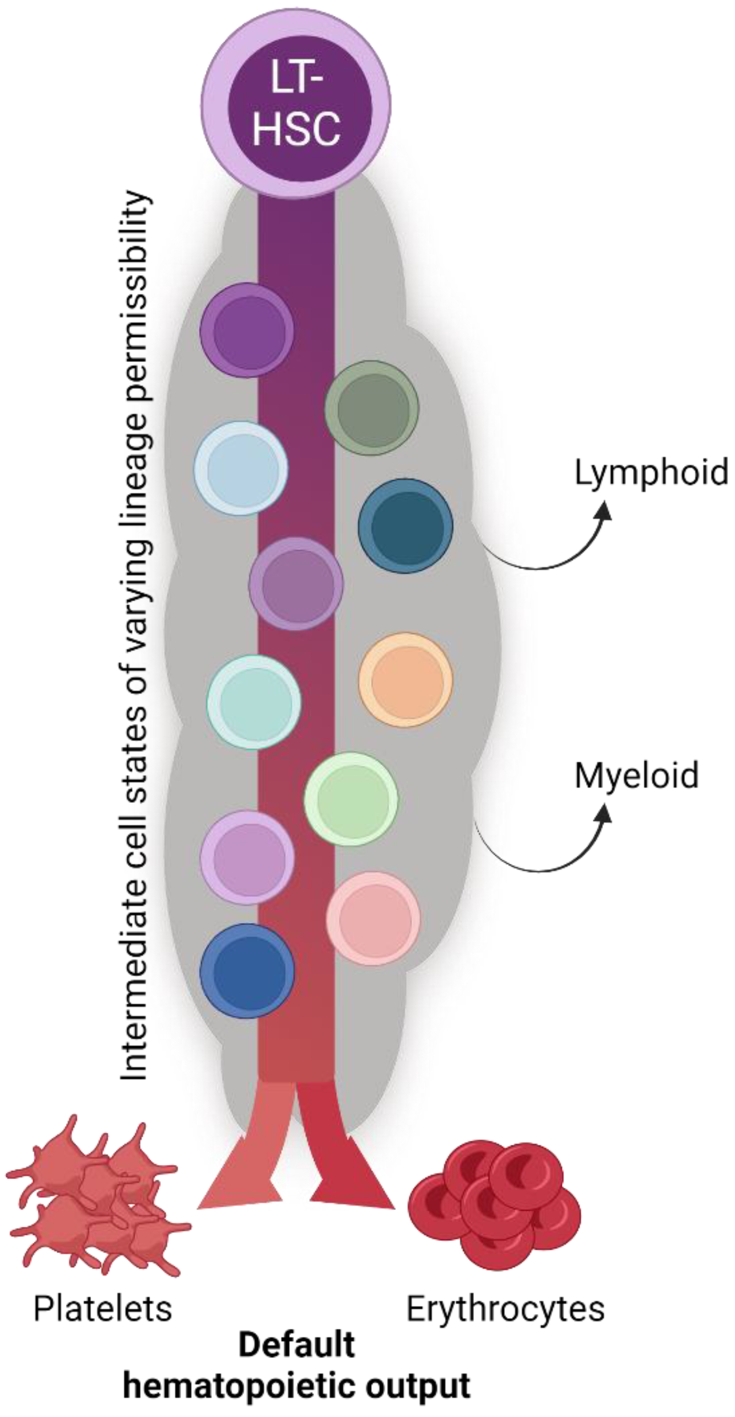 From Hematopoietic Stem Cells to Platelets: Unifying Differentiation ...