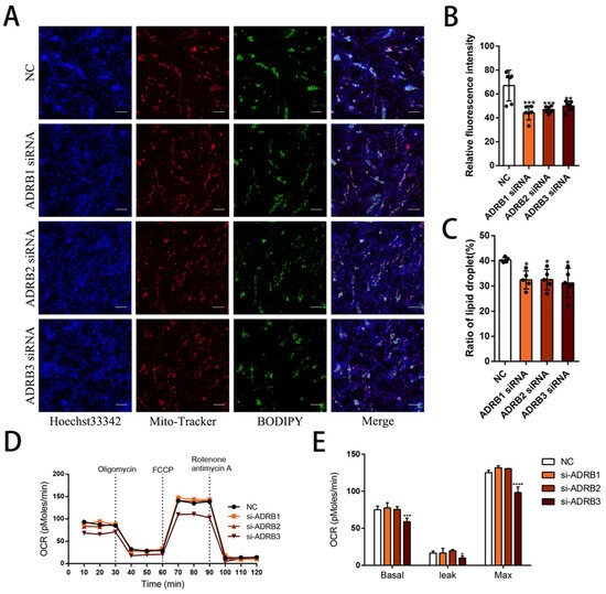 The Role of β3-Adrenergic Receptors in Cold-Induced Beige Adipocyte ...