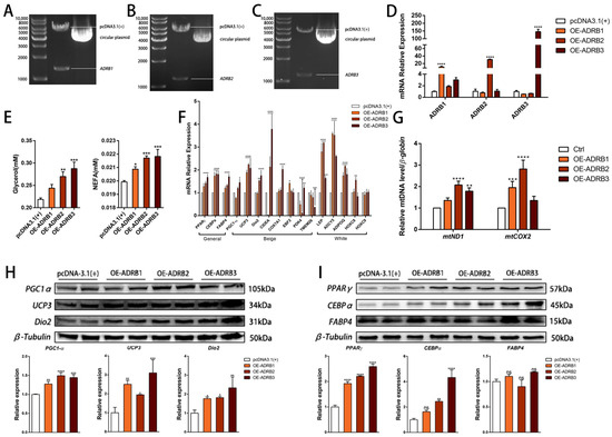The Role of β3-Adrenergic Receptors in Cold-Induced Beige Adipocyte ...