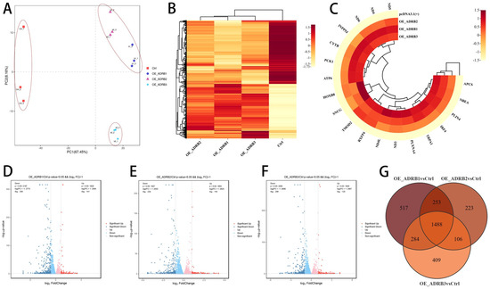 The Role of β3-Adrenergic Receptors in Cold-Induced Beige Adipocyte ...