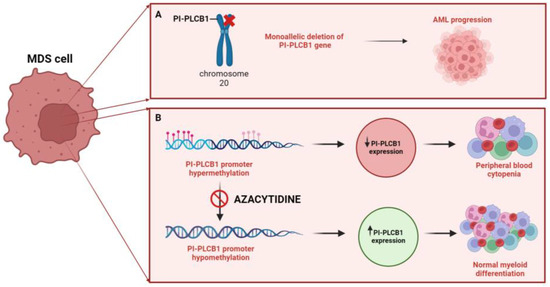 Nuclear Phospholipids and Signaling: An Update of the Story