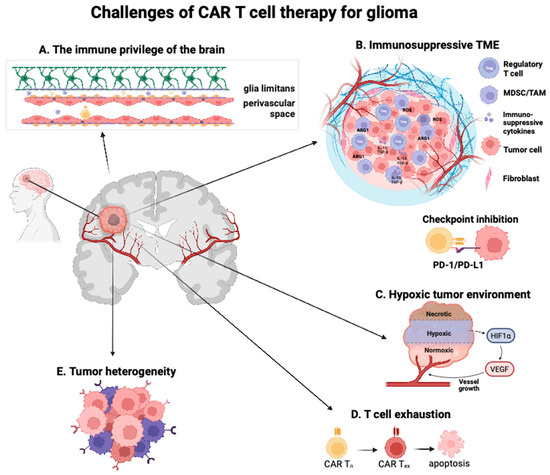 Cells | Free Full-Text | A Roadmap of CAR-T-Cell Therapy in Glioblastoma: Challenges and Future ...