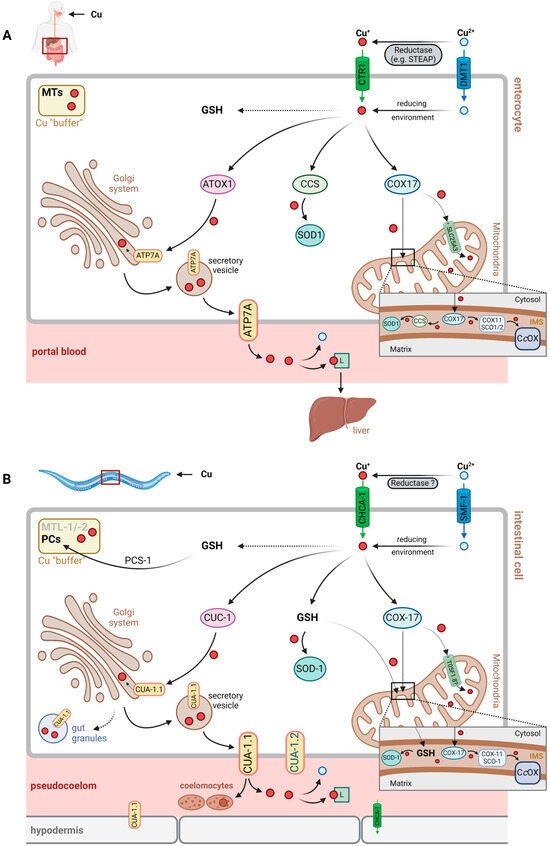 Copper Homeostasis in the Model Organism C. elegans