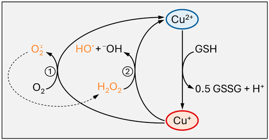 Copper Homeostasis in the Model Organism C. elegans