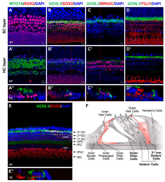 Cells | Free Full-Text | The Suppression of Ubiquitin C-Terminal ...