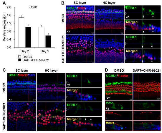 Cells | Free Full-Text | The Suppression of Ubiquitin C-Terminal ...