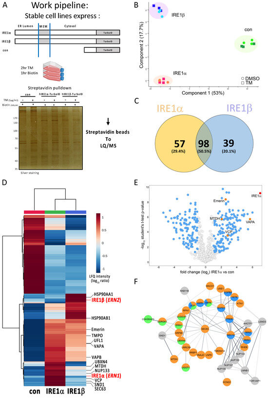 Cells | Free Full-Text | TurboID-Based IRE1 Interactome Reveals ...
