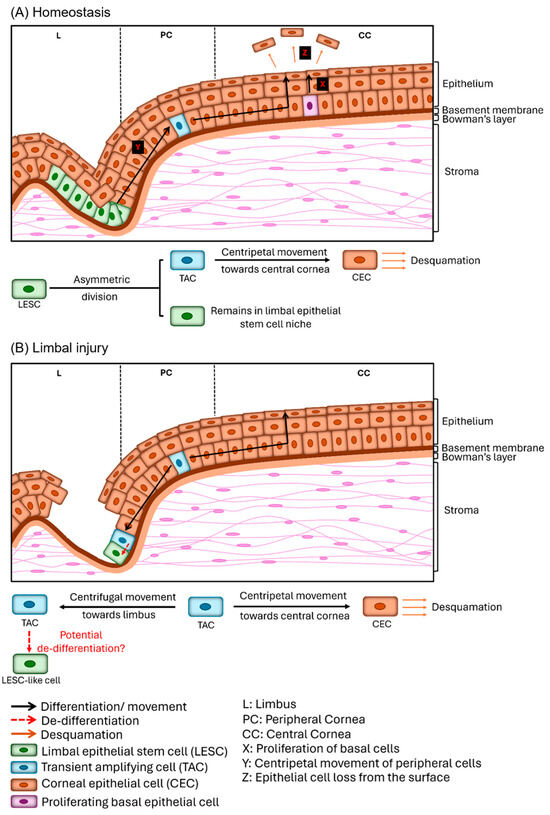 The Potential Reversible Transition between Stem Cells and Transient ...