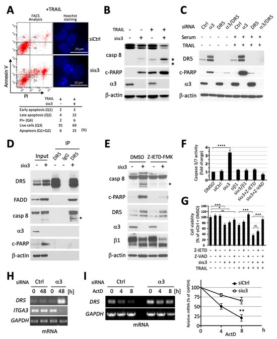 Targeting Integrin α3 Blocks β1 Maturation, Triggers Endoplasmic ...