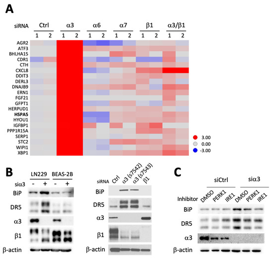 Targeting Integrin α3 Blocks β1 Maturation, Triggers Endoplasmic ...