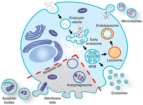 Cells | Free Full-Text | Extracellular Vesicles in Pathophysiology: A ...