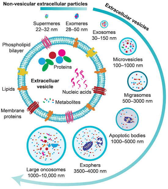 Extracellular Vesicles in Pathophysiology: A Prudent Target That ...