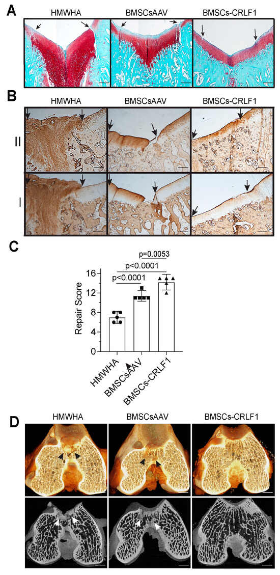 Cytokine Receptor-like Factor 1 (CRLF1) and Its Role in Osteochondral ...