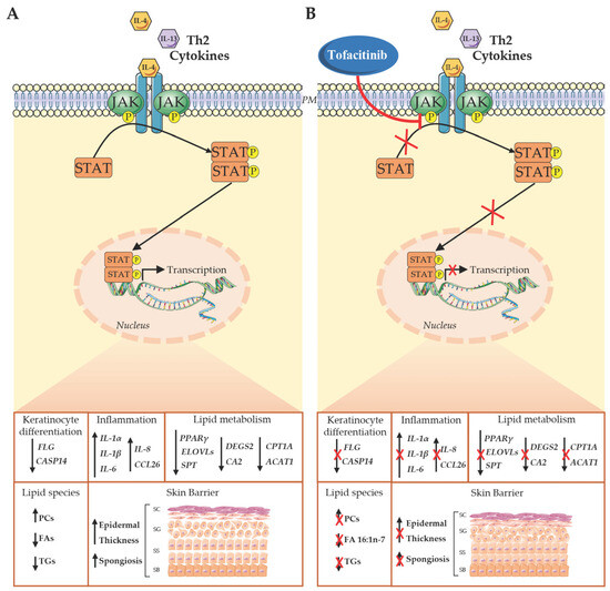 JAK/STAT Inhibition Normalizes Lipid Composition in 3D Human Epidermal ...