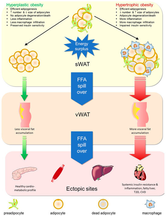Impaired Remodeling of White Adipose Tissue in Obesity and Aging: From ...